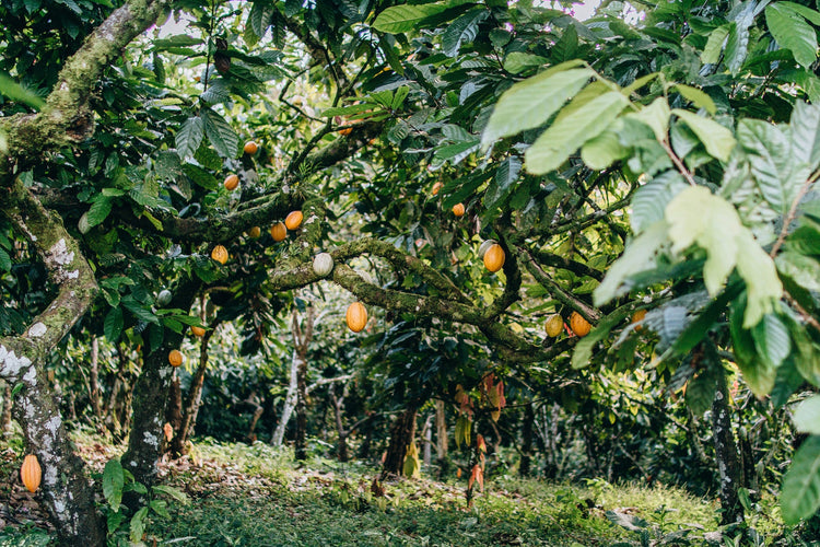 Institucional Brasil